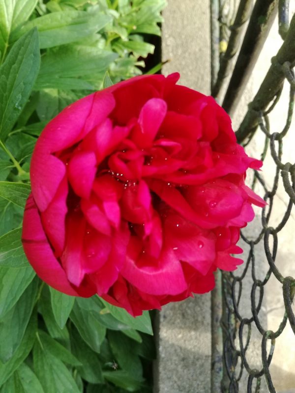 Bujori Rosii – Garden Plant