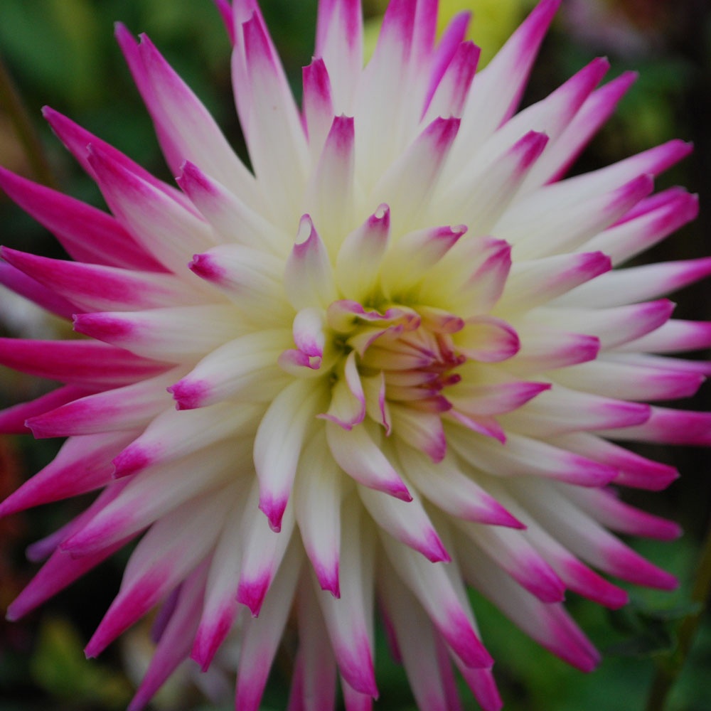 Dalia Hayley Jane – Garden Plant