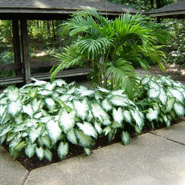 Caladium Aaron – Garden Plant